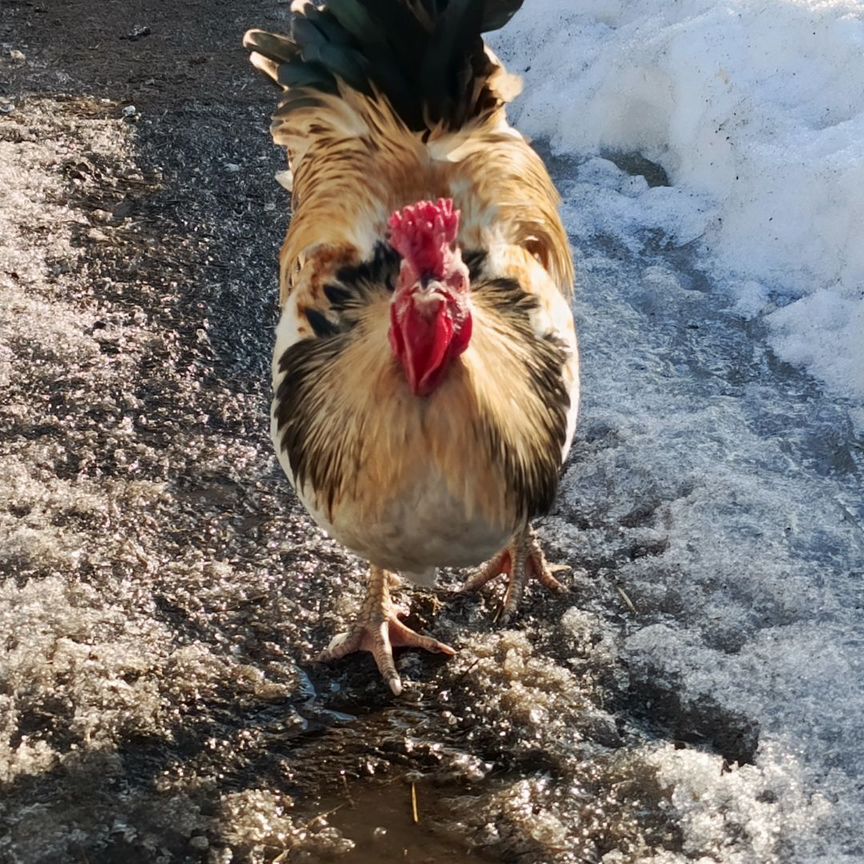 Молодые петушки