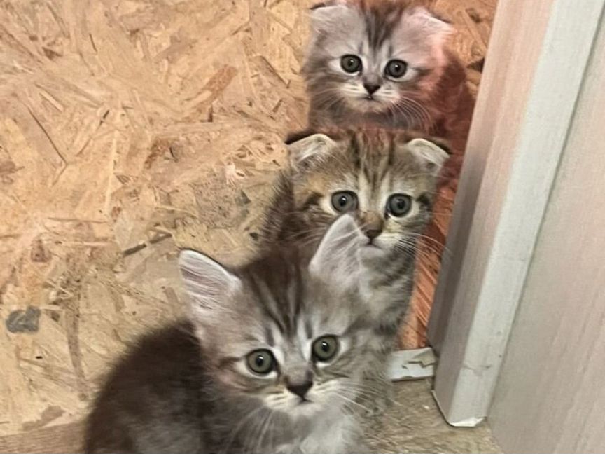 Шотландские котята