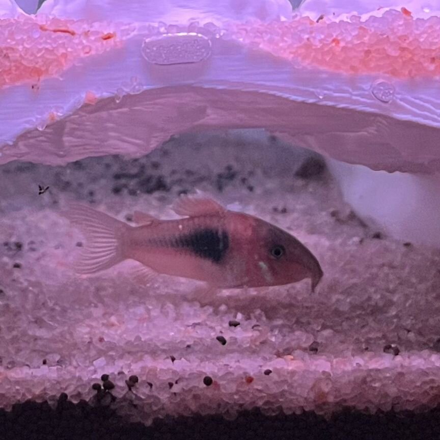 Отдам коридорасов 2 шт