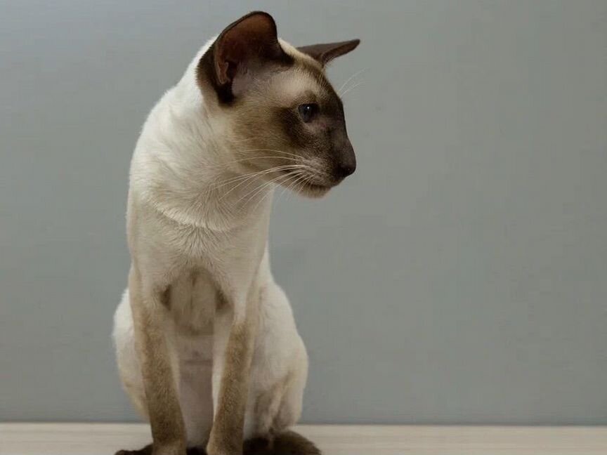 Ориентальные котята