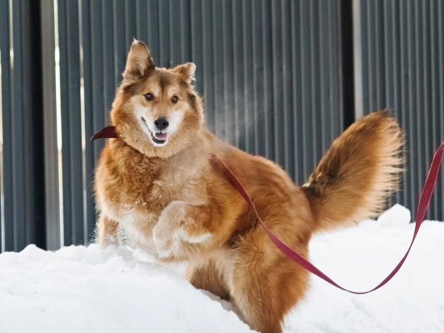 Рыжая пушистая собака-красавица Леди в добрые руки