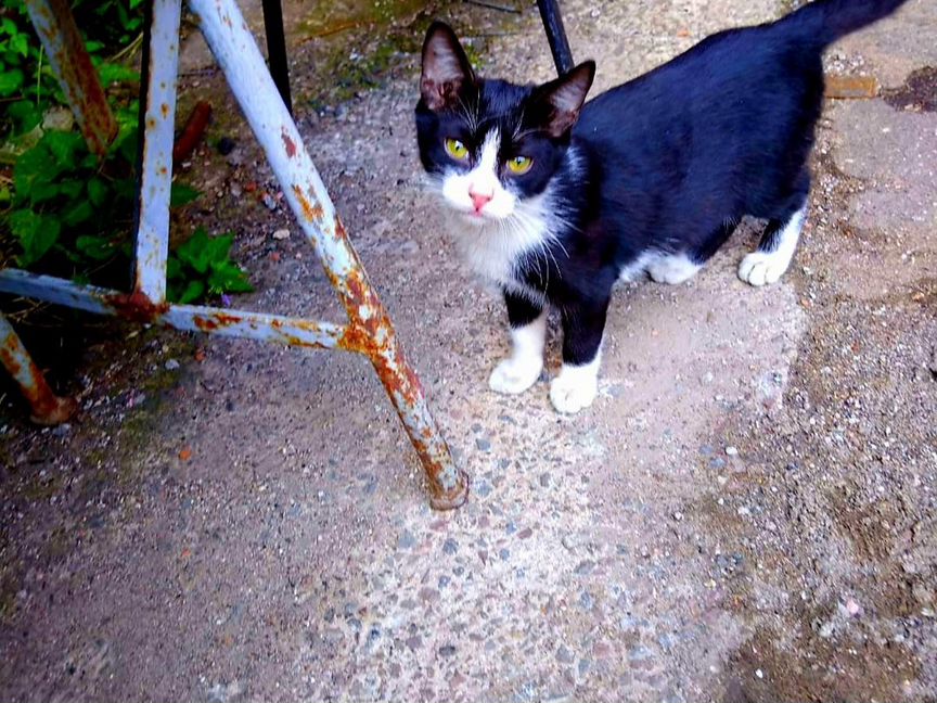 Котенок с завода нуждается в доме