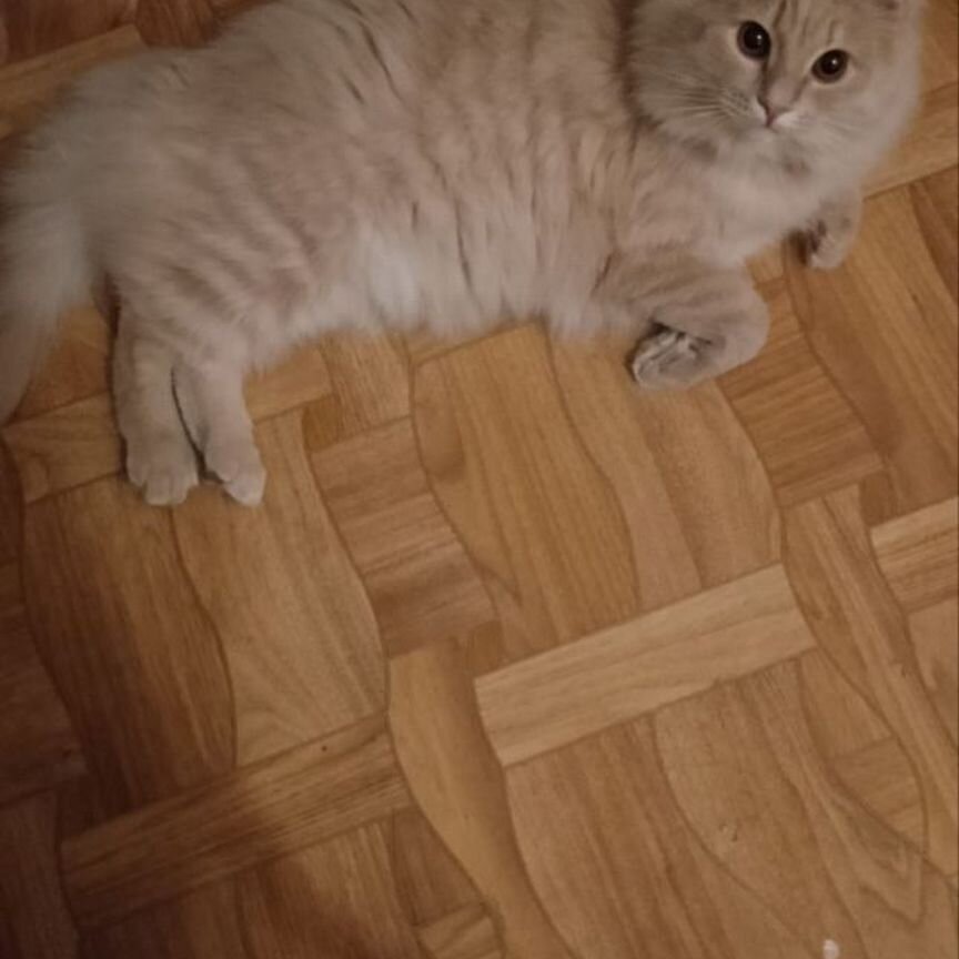 Отдам котика в любящие руки