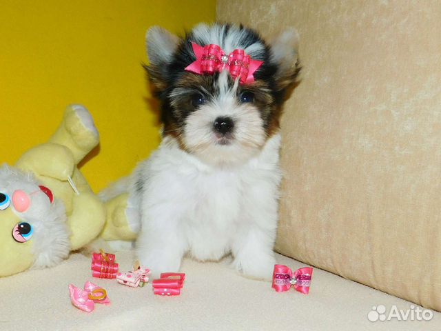 Бивер, очаровательная малышка