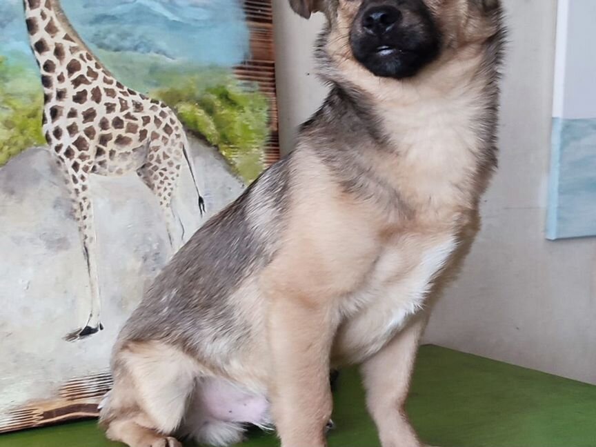 Отдам щенка маленькой собачки