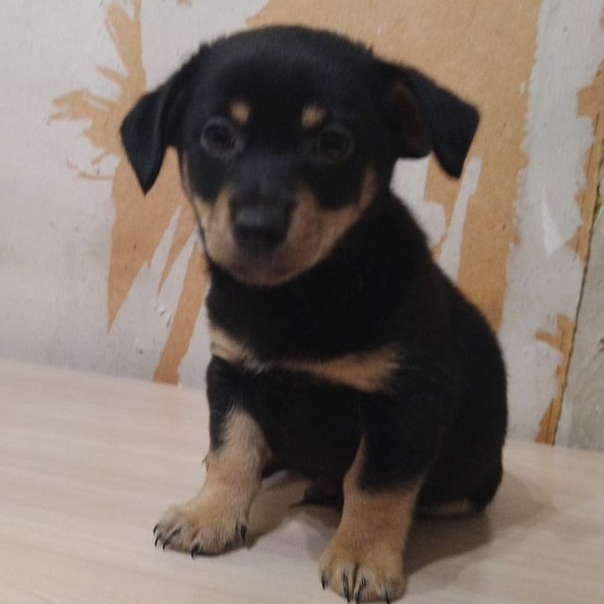 Немецкий пинчер, щенок
