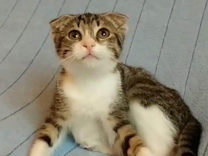 Котёнок ласковый 2.5 мес