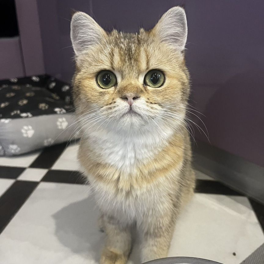 Котенок золотая шиншила