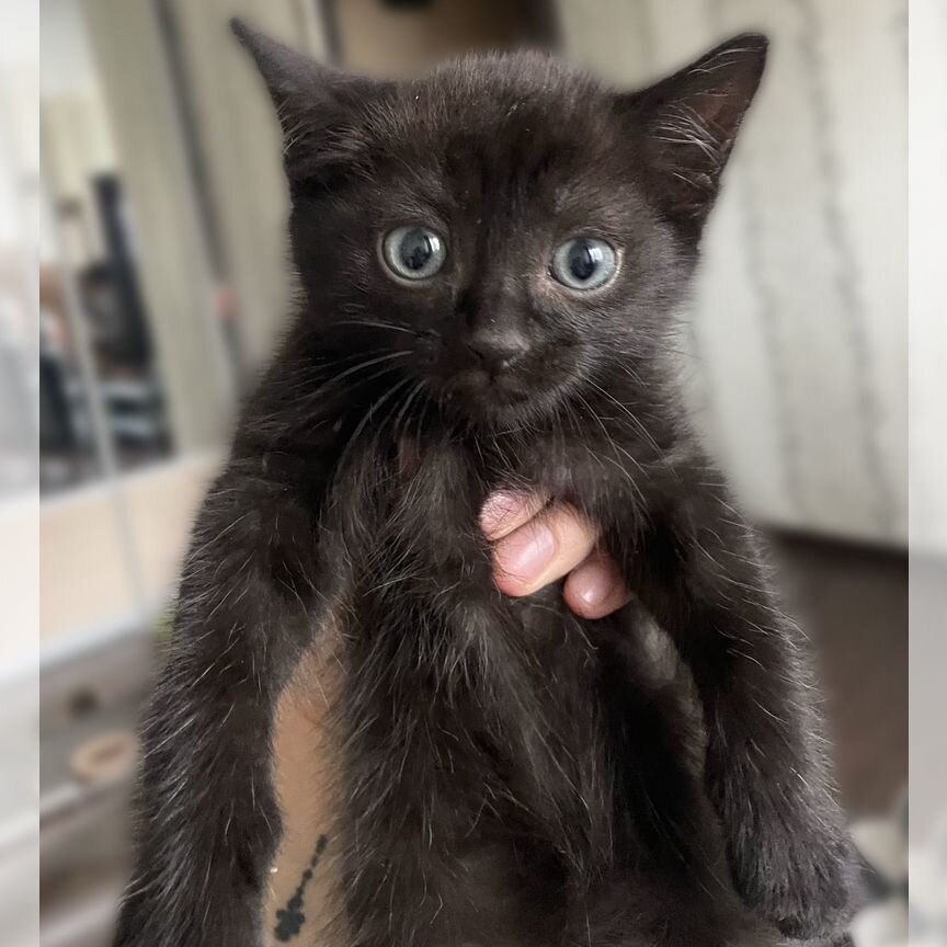 Японский бобтейл короткошёрстный котёнок