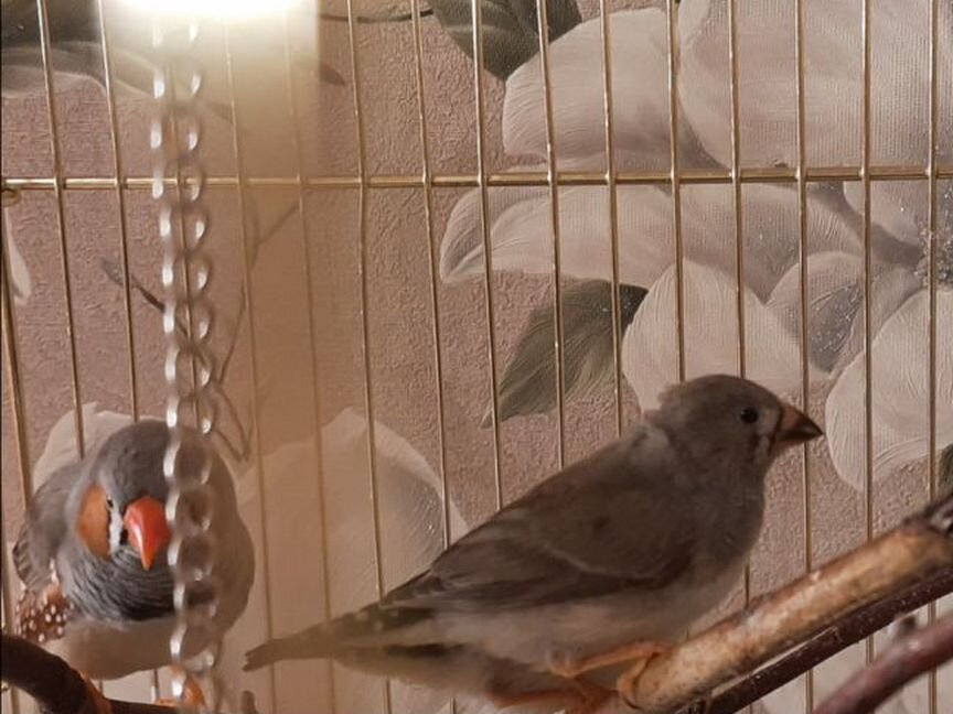 Зебровые амадины