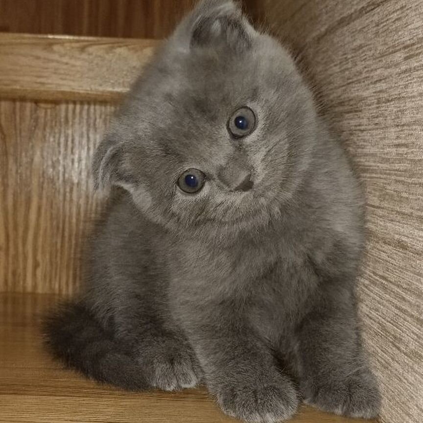 Британские вислоухие котята