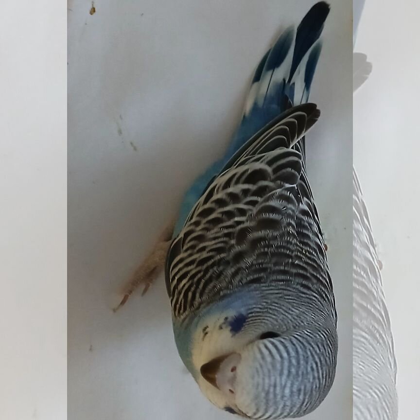 Птенцы волнистый попугай. Птенцы