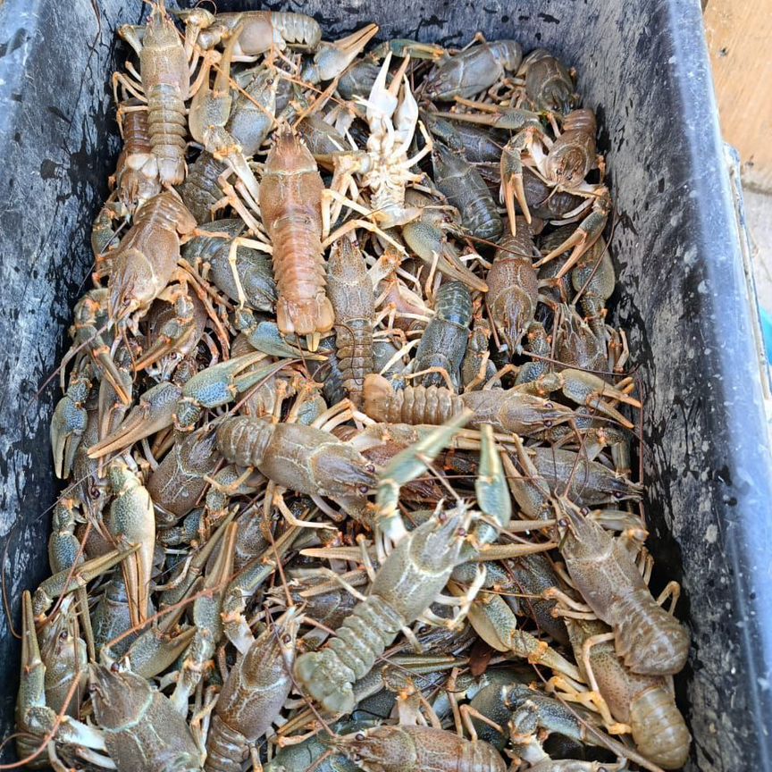 Речной живой рак