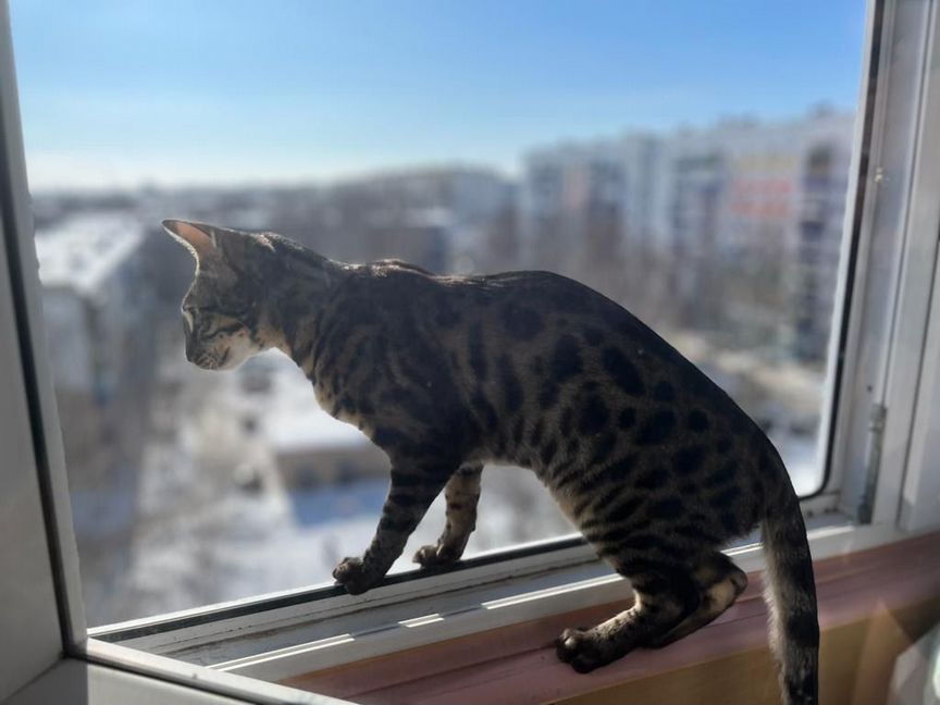 Бенгальская кошка