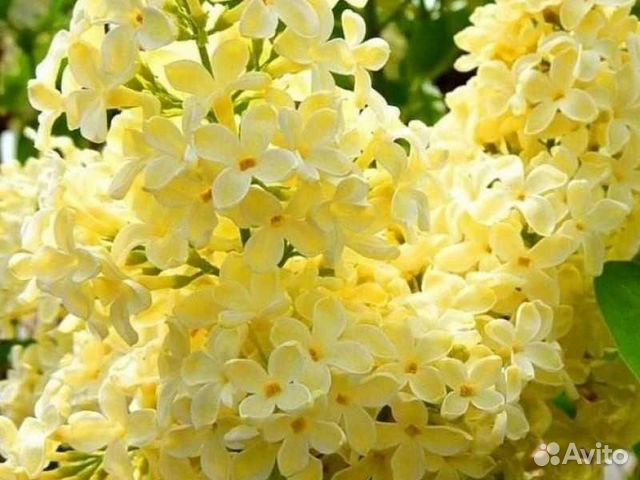 Сирень желтая Прим Роуз купить в Оренбурге | Товары для дома и дачи | Авито
