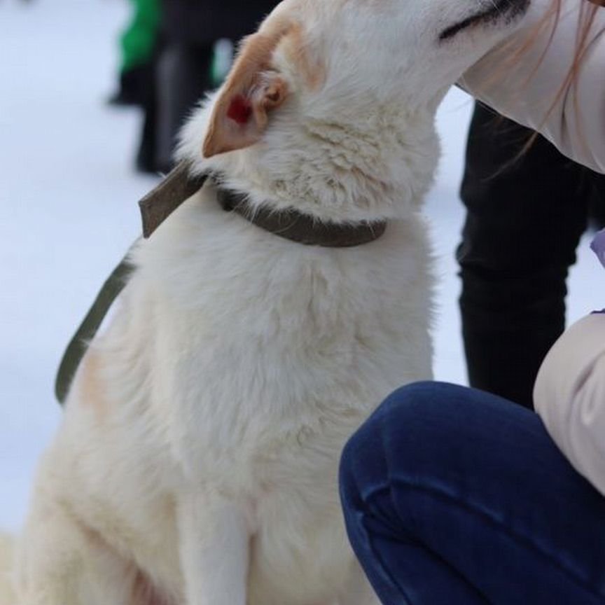 Плюшкин пёс добряк