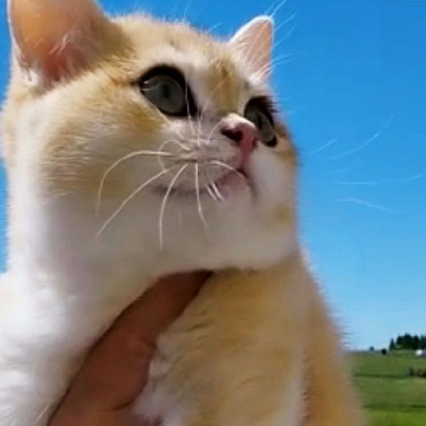 Котик золотая шиншилла из питомника