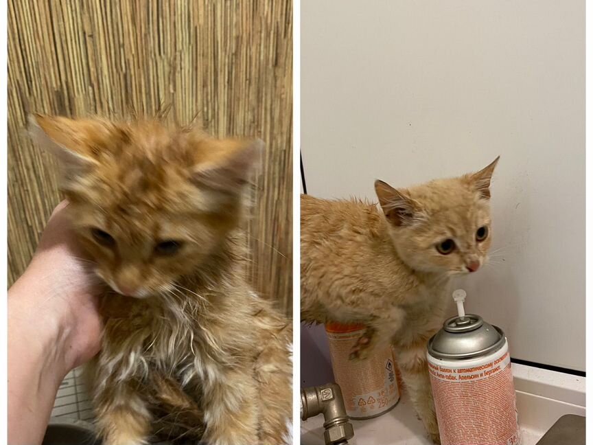 Счастье Рыженькие девочки