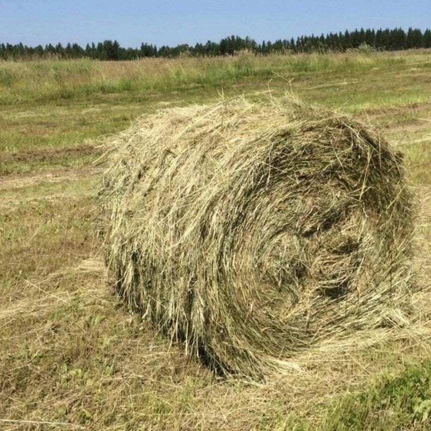 Продам сено в рулонах свежий укос
