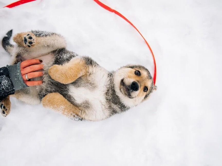 Щенок Джесси из приюта бесплатно