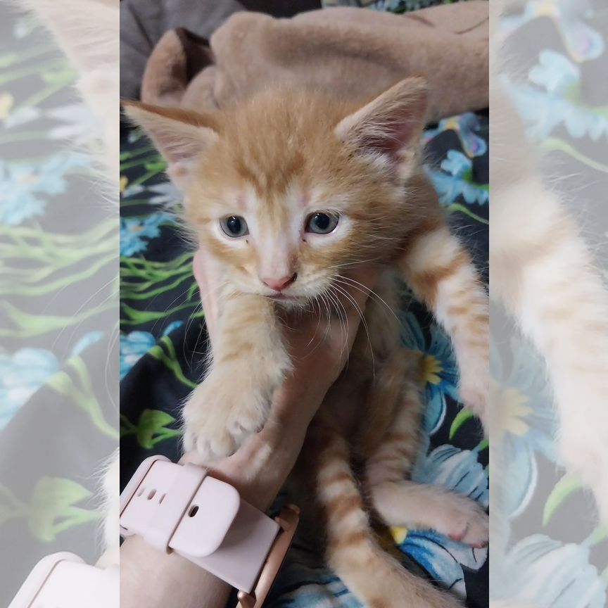 Котёнок в добрые руки