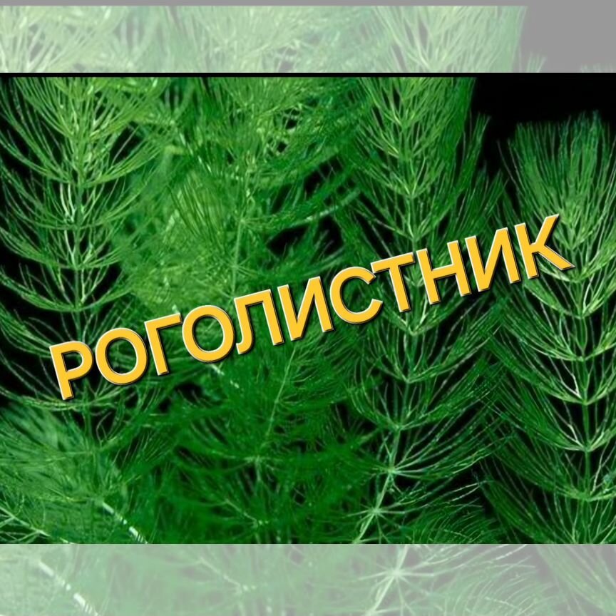 Роголистник в аквариум