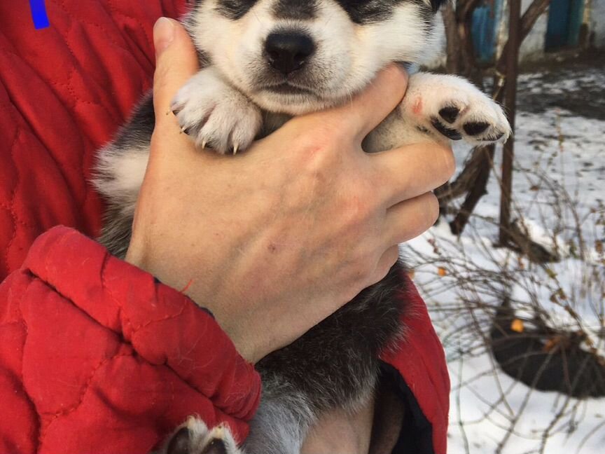 Подарочки к новому году )