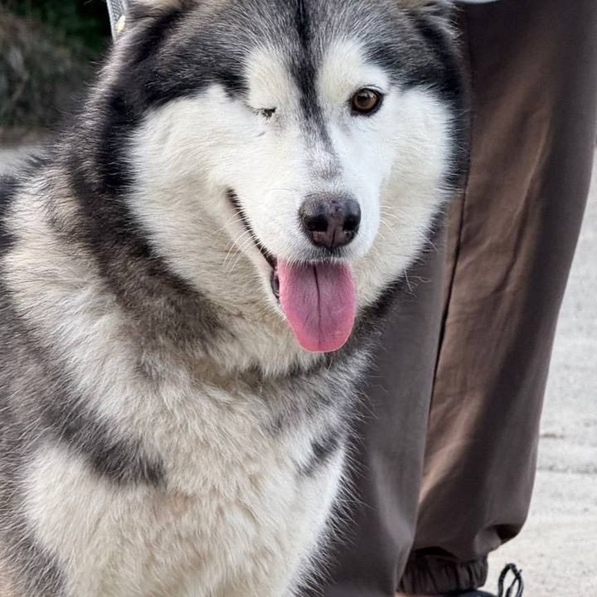 Сибирский хаски, взрослая собака