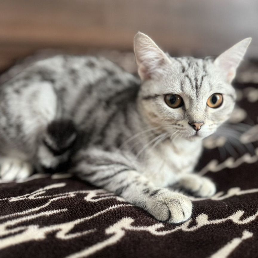 Кошечка 4 месяца