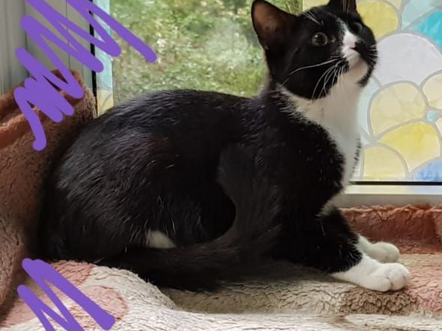 Благородные Котята в добрые руки