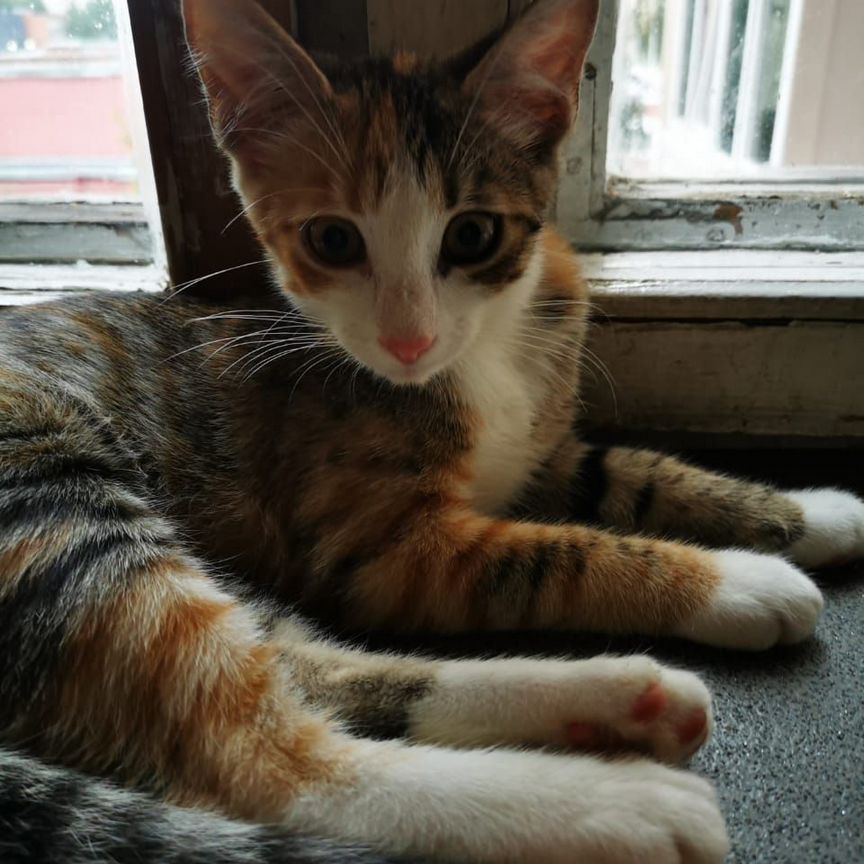 Котенок девочка 4 мес