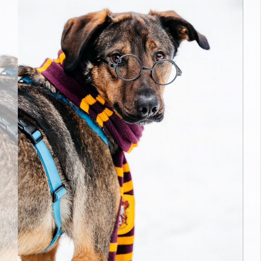 Взрослый пёс в добрые руки