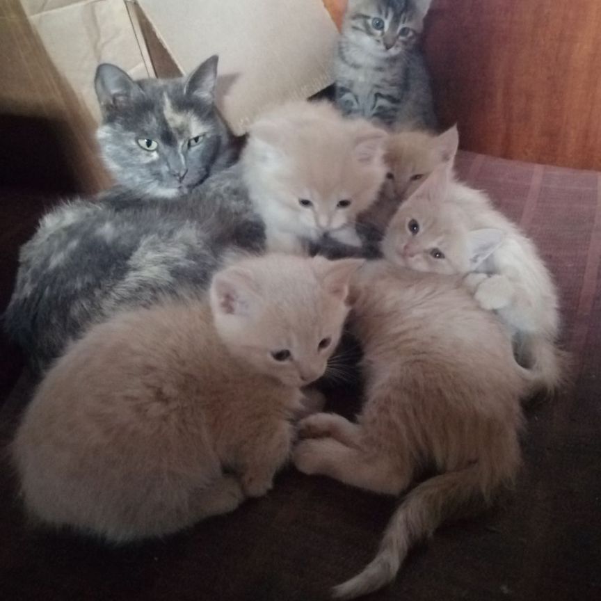 Котята в добрые руки бесплатно