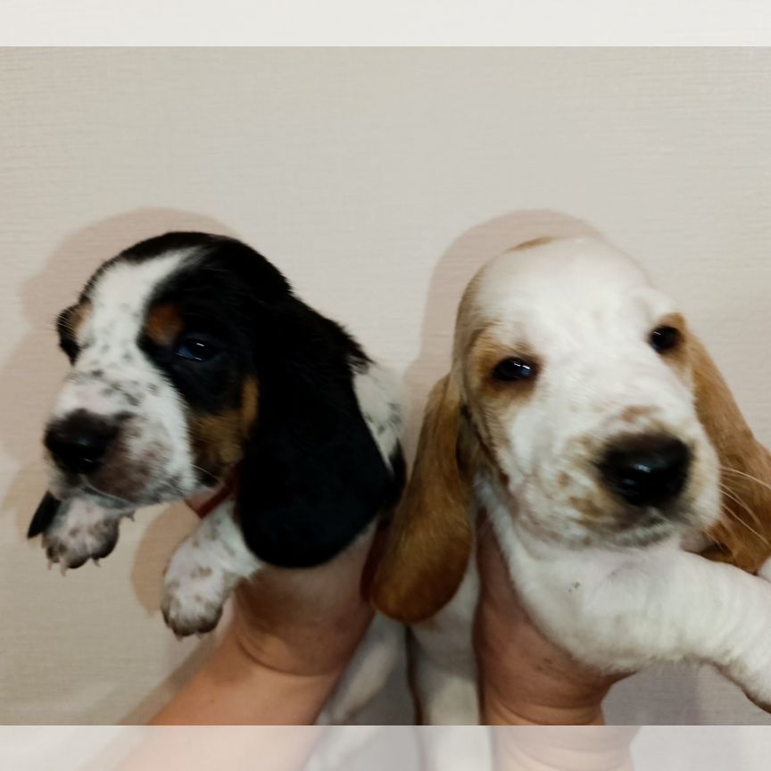 Бассет-хаунд, щенок