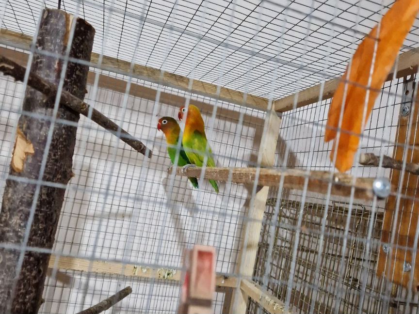 Попугай неразлучники