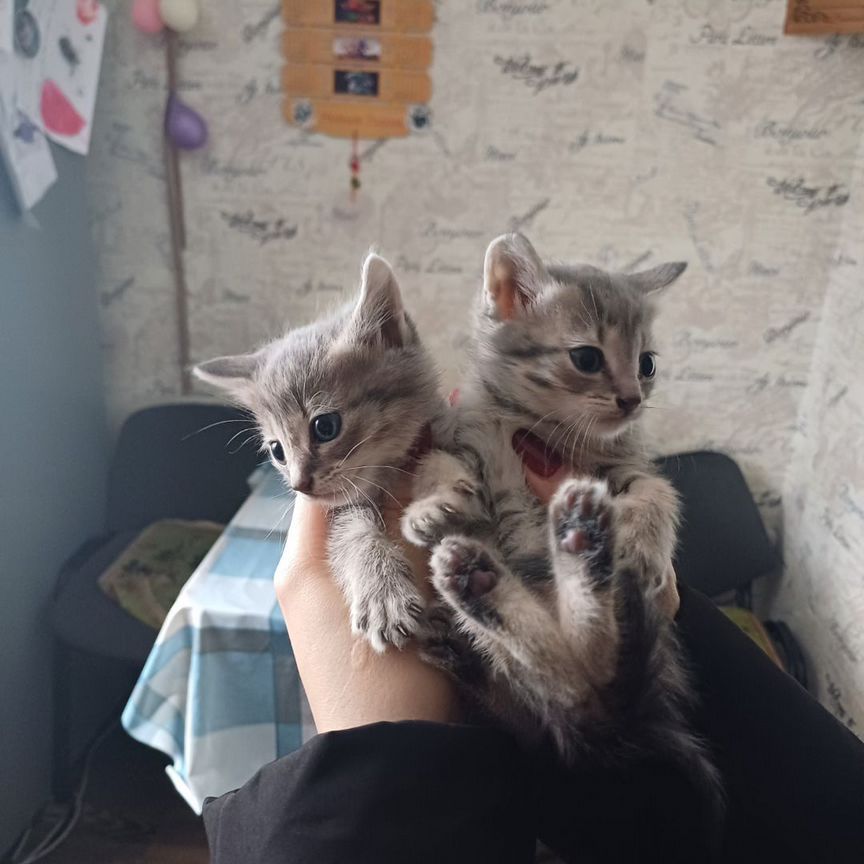 Котята