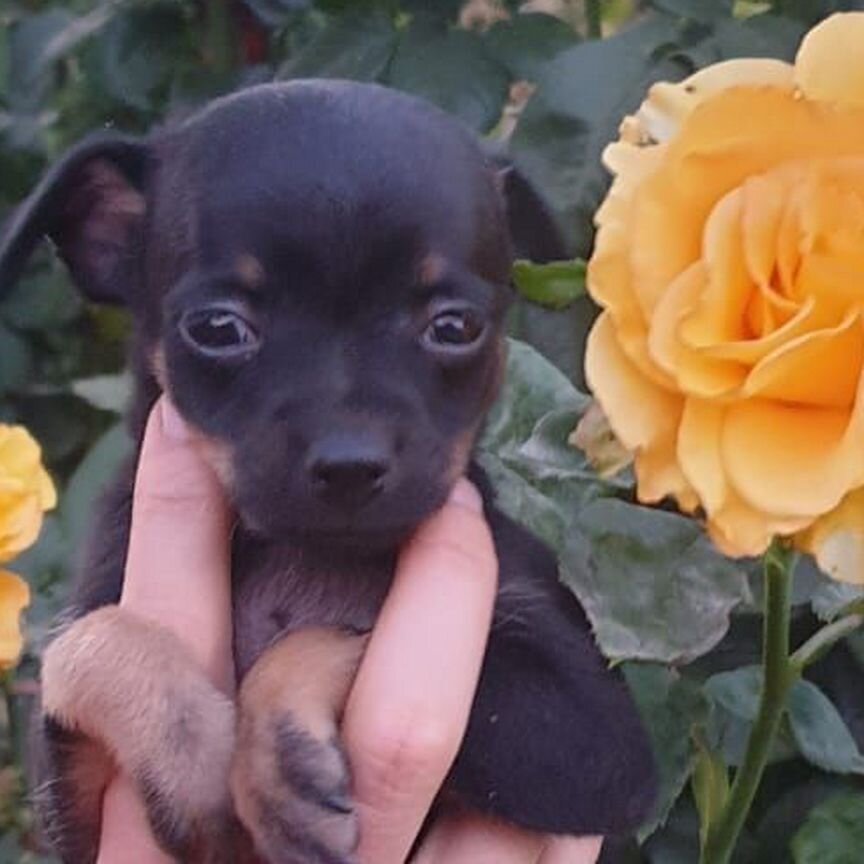 Мини той-терьер щенки