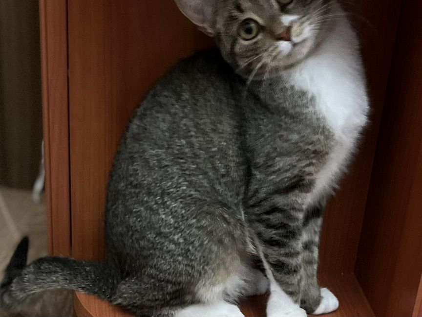 Спасите котенок