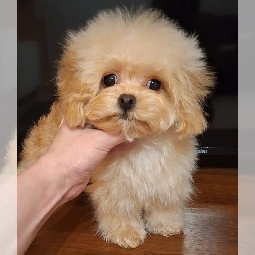 Мальтипу, щенок