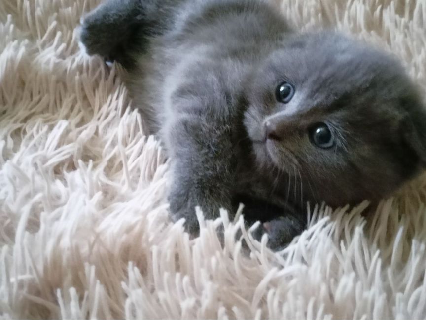 Шотландские вислоухие котята