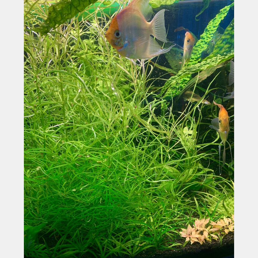 Аквариумное растение, погостемон октопус