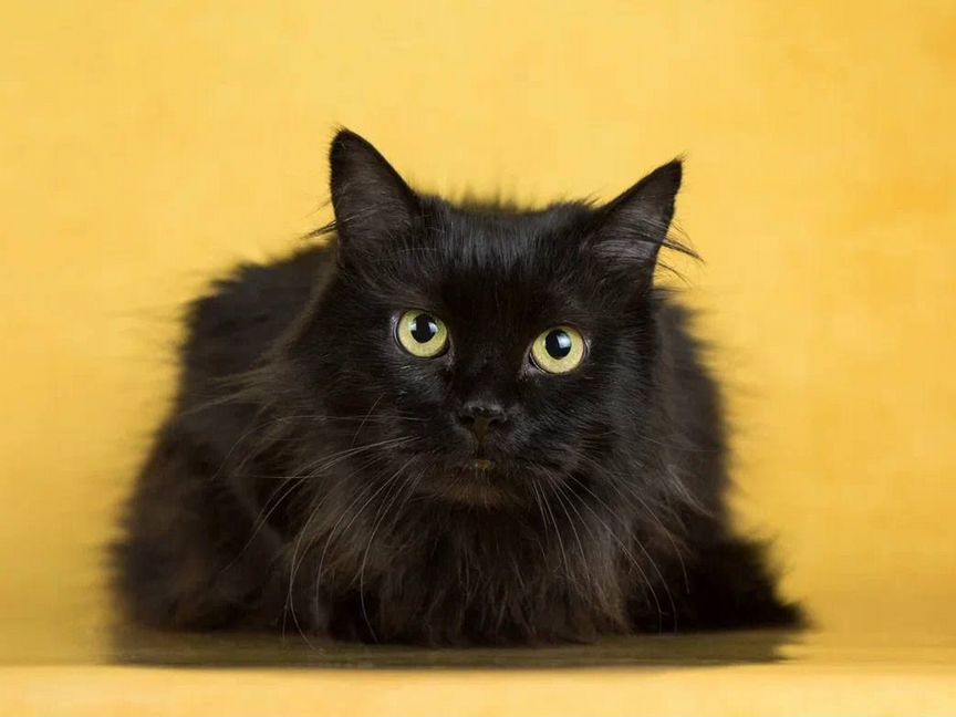 Черная кошка принесет удачу