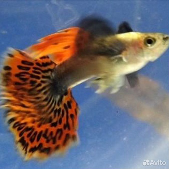 Гуппи Дамбо мозаика