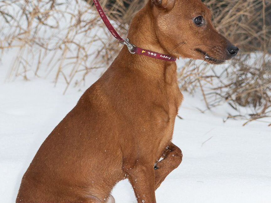 Цвергпинчер, подросток