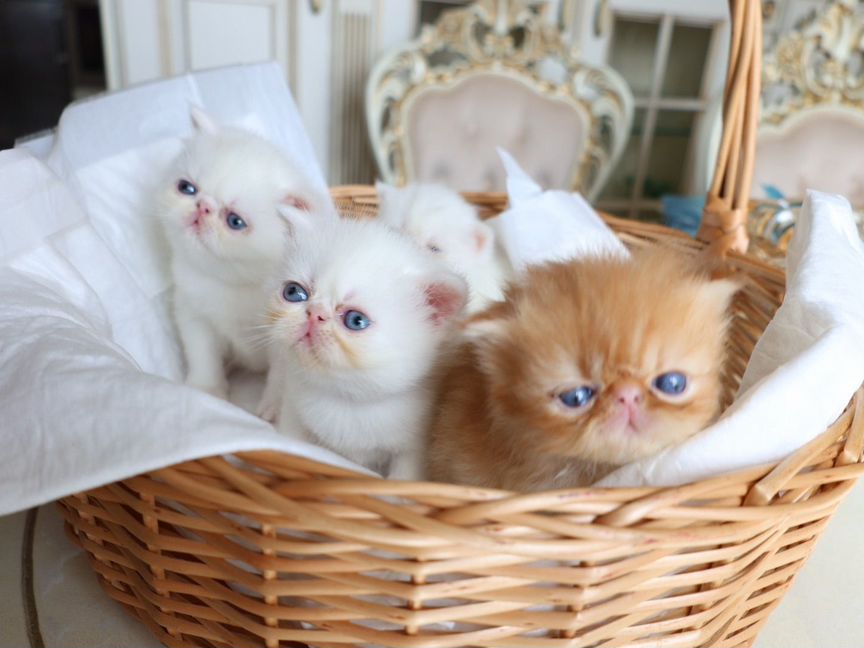 Экзотические котята