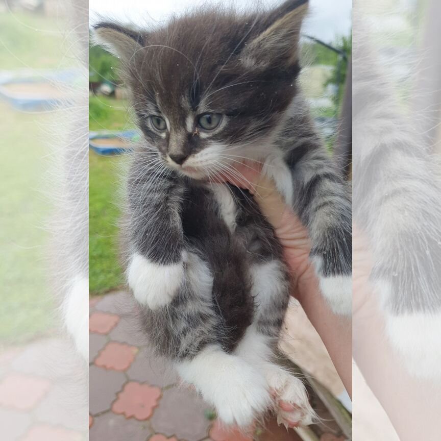 Котик бесплатно в добрые руки