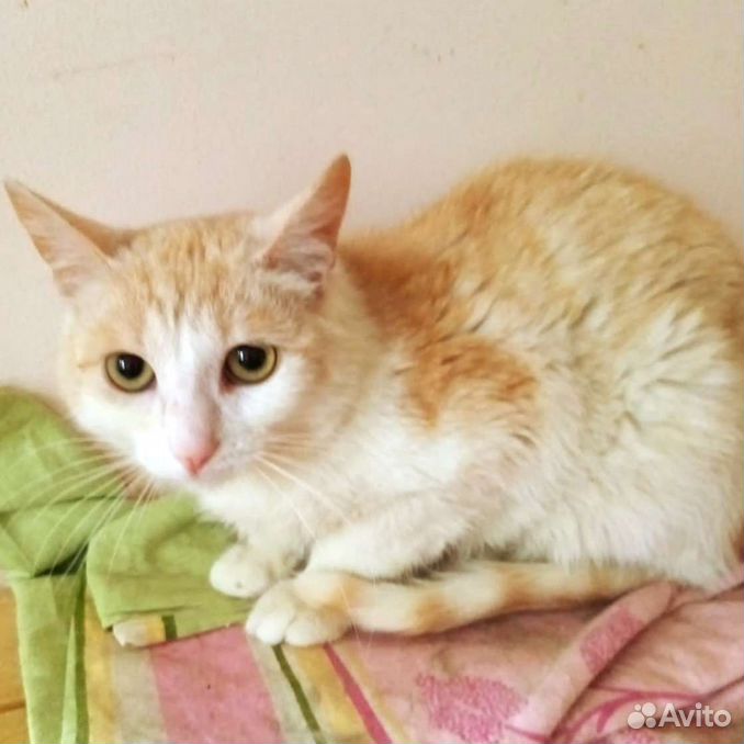 Кот Славик не смог улететь с хозяевами