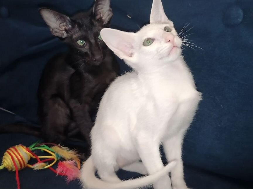 Ориентальные котята