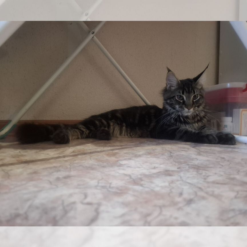 Мейн-кун котёнок