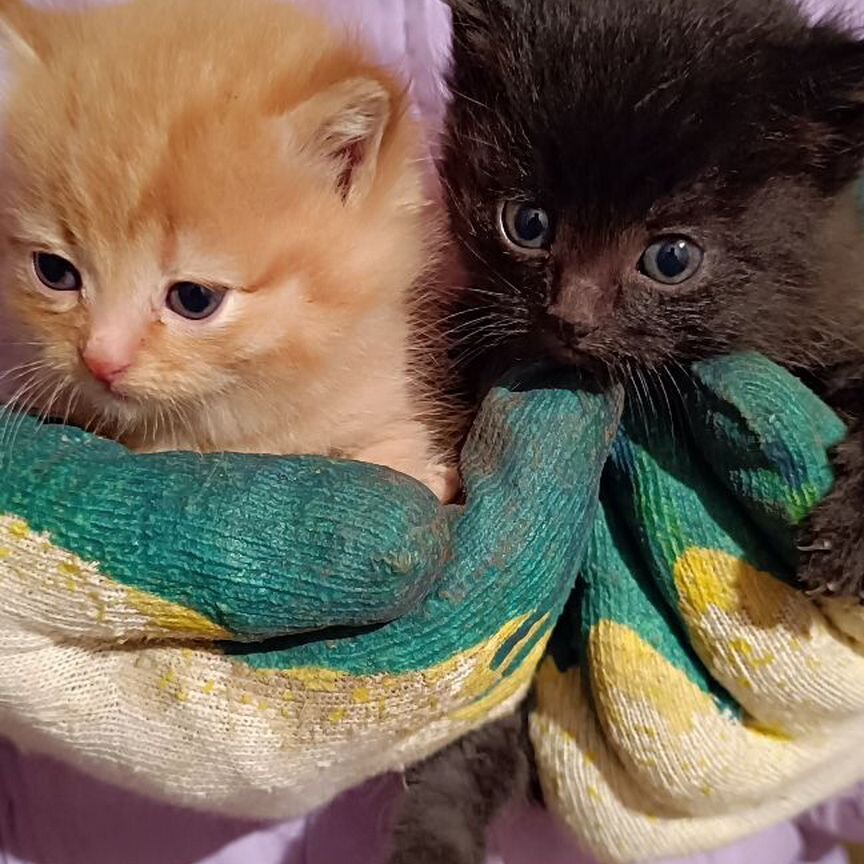 Котята в добрые руки бесплатно